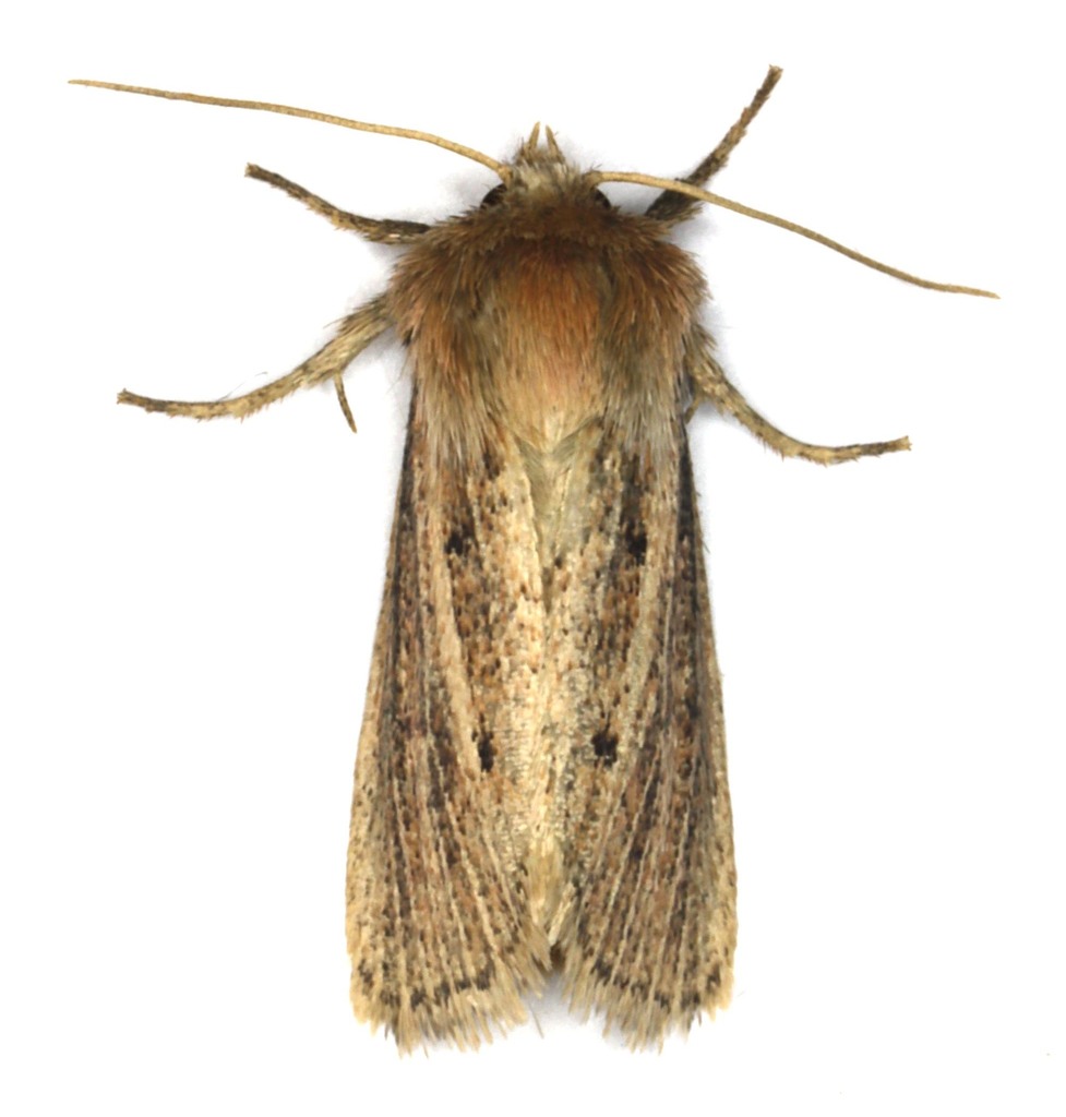 Tufted Sedge Moth from Burin, NL, Canada on August 3, 2024 at 11:33 AM ...