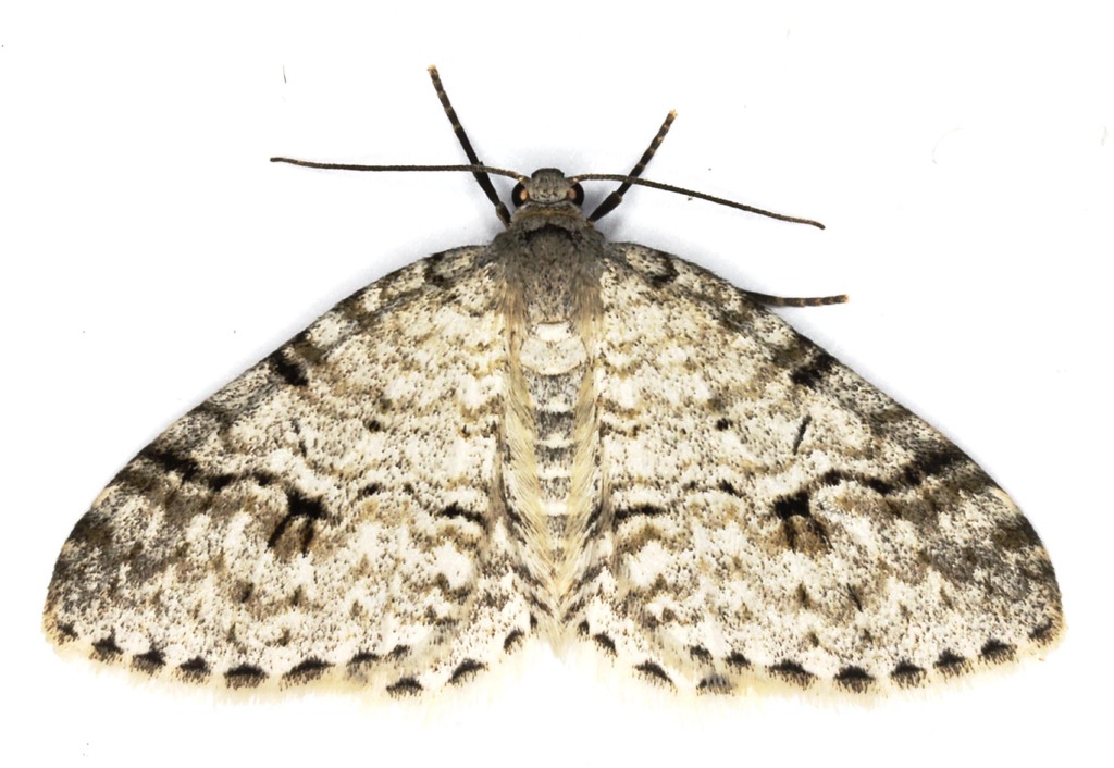 Welsh Wave Moth from St. Lawrence, NL A0E, Canada on August 3, 2024 at ...