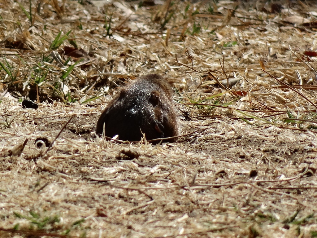 Botta's Pocket Gopher from Kit Carson, Escondido, CA 92025, USA on ...