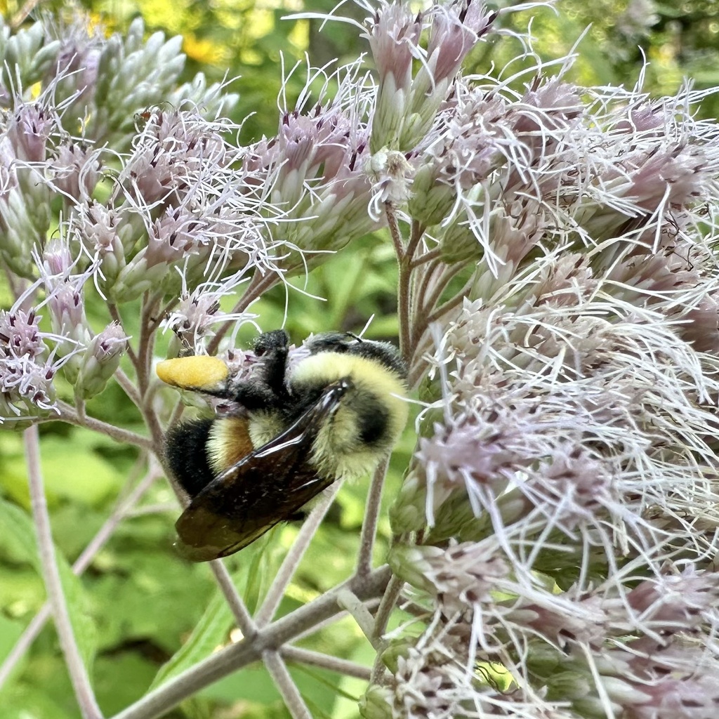 Rusty-patched Bumble Bee from Whited Ave, Minnetonka, MN, US on August ...