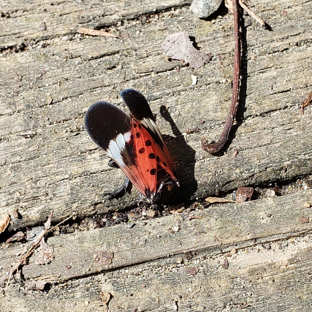 Spotted Lanternfly from HVRE DE GRACE, MD 21078, USA on August 3, 2024 ...