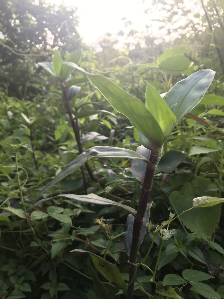 common roseling from El Yunque National Forest, Naguabo, PR, US on ...