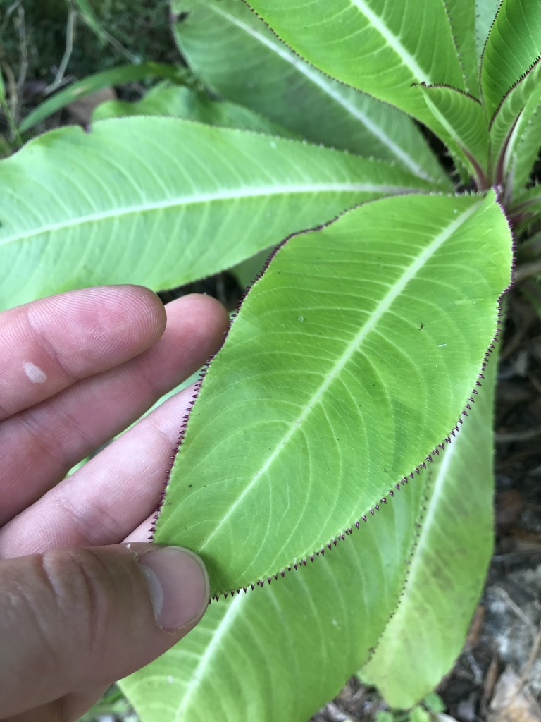 Robust Lobelia from Puerto Rico, Jayuya, PR, US on March 23, 2024 at 09 ...