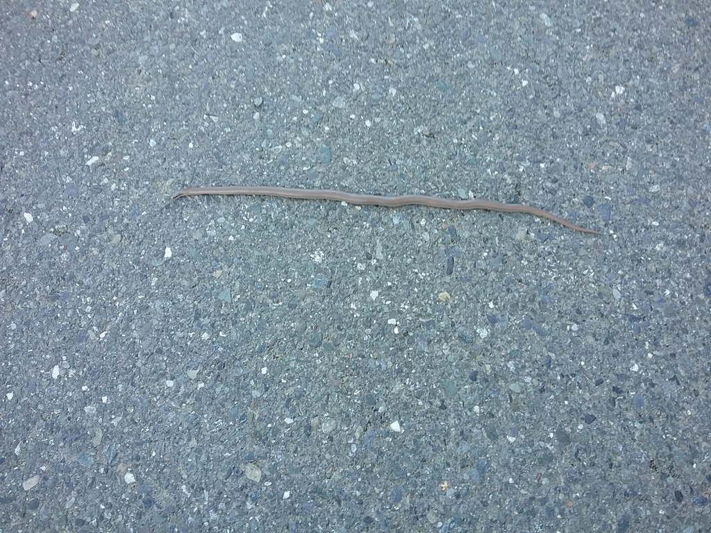 Sharp-tailed Snakes in June 2019 by Jamie Bettaso · iNaturalist