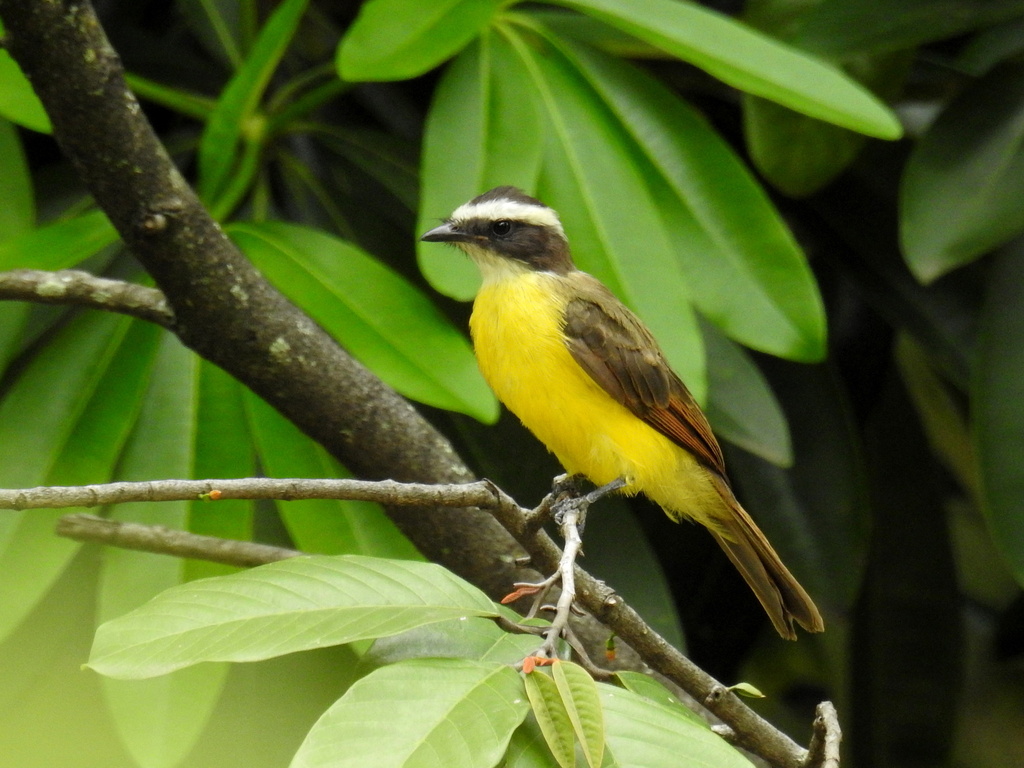 Bienteveo alicastaño desde Jardín Botánico de Medellín, Cl. 73 #51d-14 ...