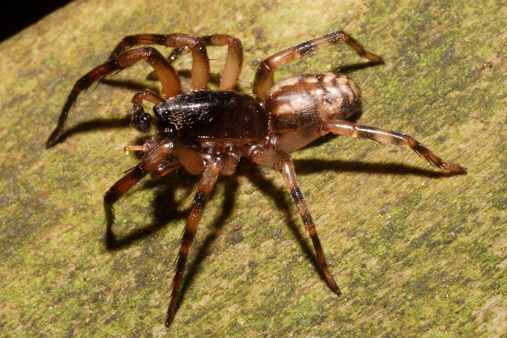 Periscope Spiders from Wilton, Wellington, Neuseeland on August 3, 2024 ...