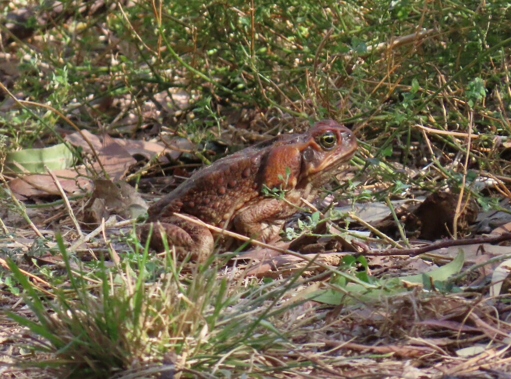 Cane Toad from Brisbane QLD, Australia on August 3, 2024 at 02:36 PM by ...