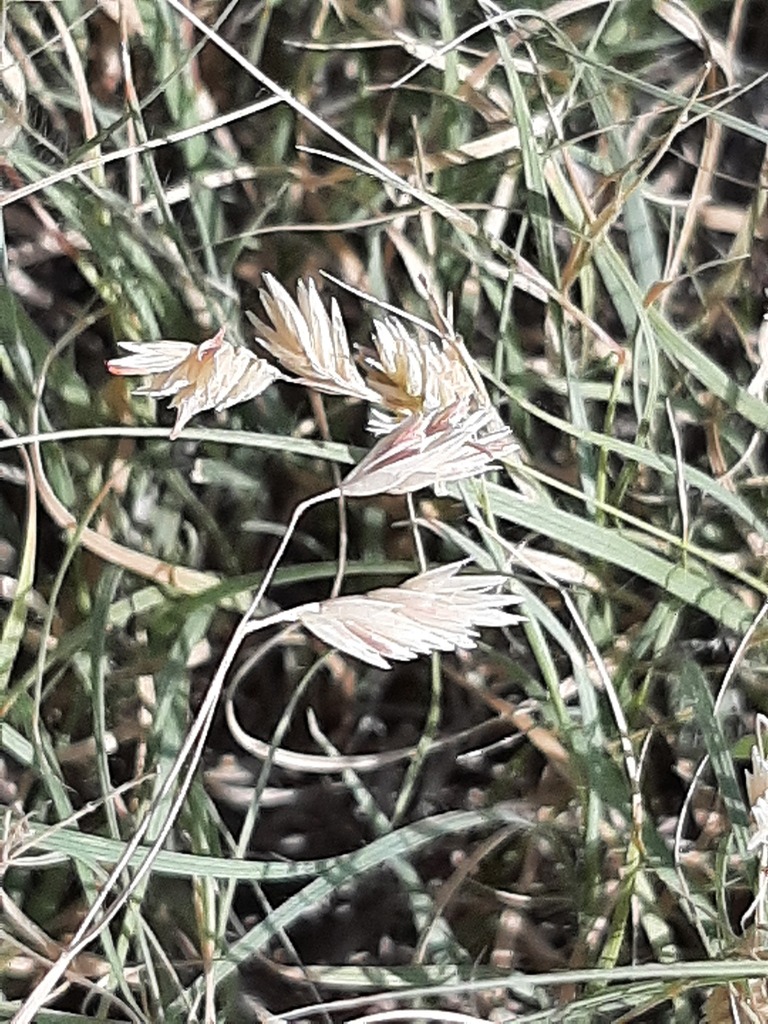 buffalograss from Otero County, CO, USA on August 3, 2024 at 09:00 AM ...