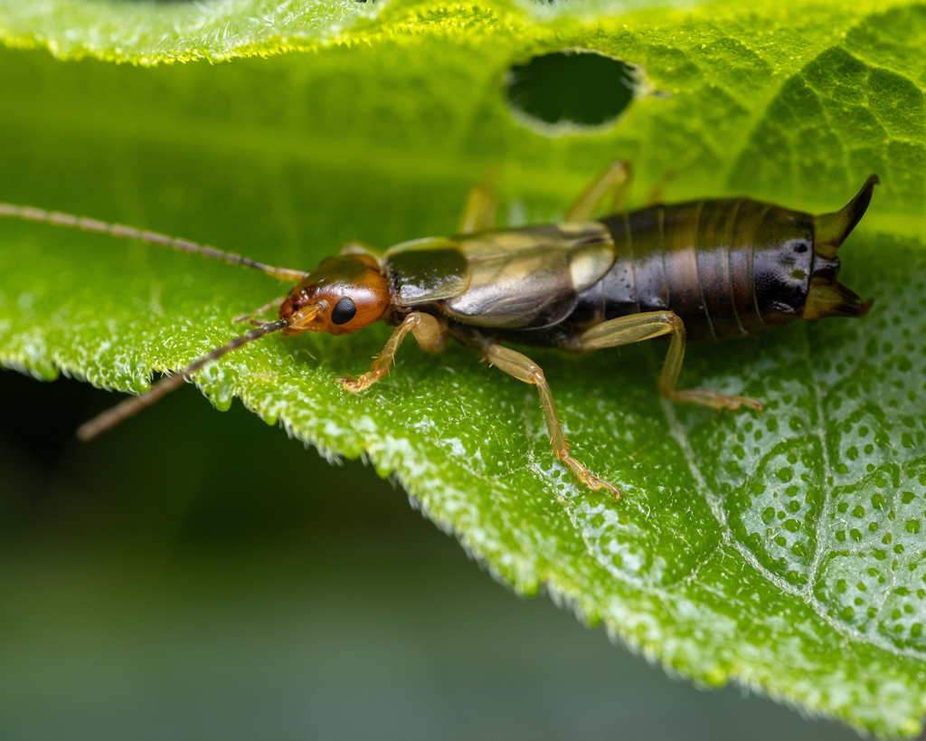 European Earwig from Montgomery County, MD, USA on June 1, 2024 at 12: ...