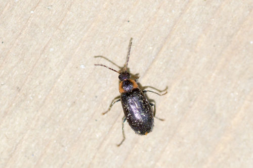 Elodes maculicollis · iNaturalist