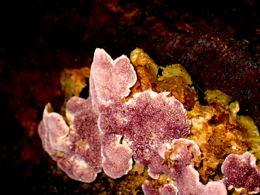 violet-toothed polypore from Strickland State Forest, Somersby NSW ...