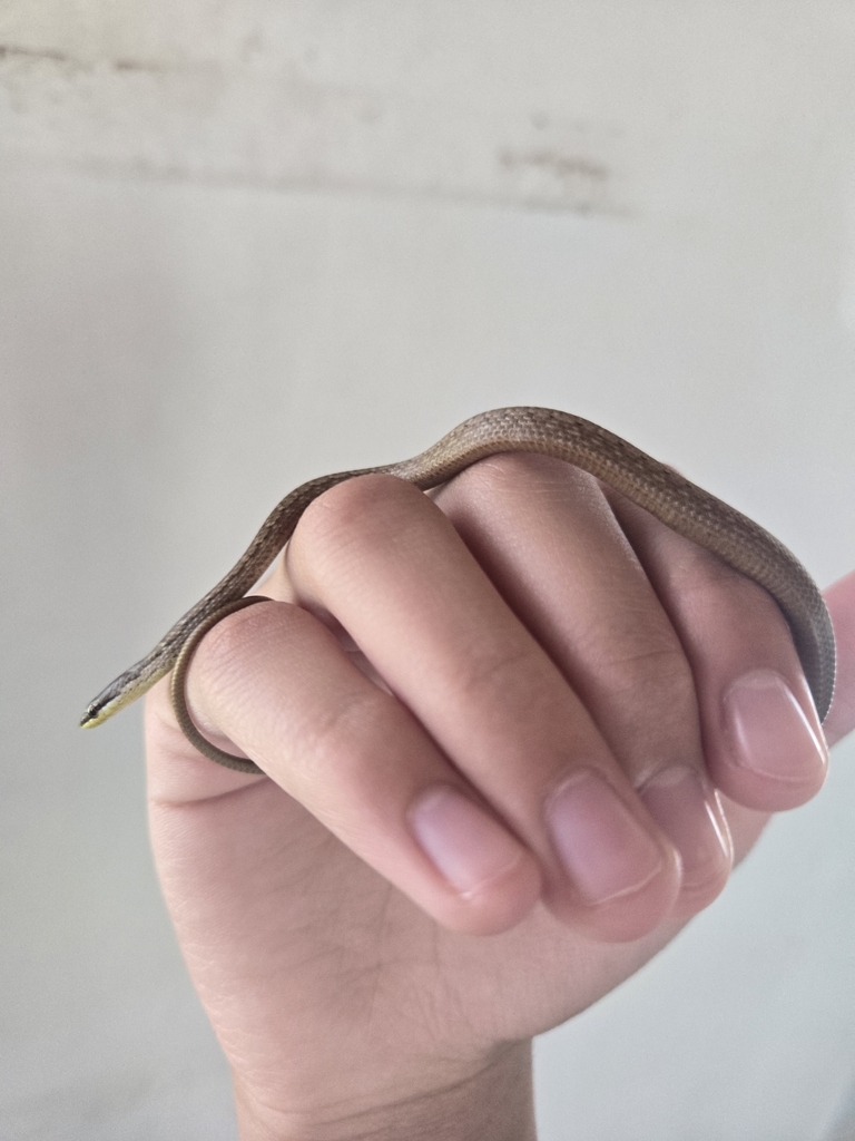 Puerto Rican Racer from Minillas, San Germán, Puerto Rico on July 30 ...
