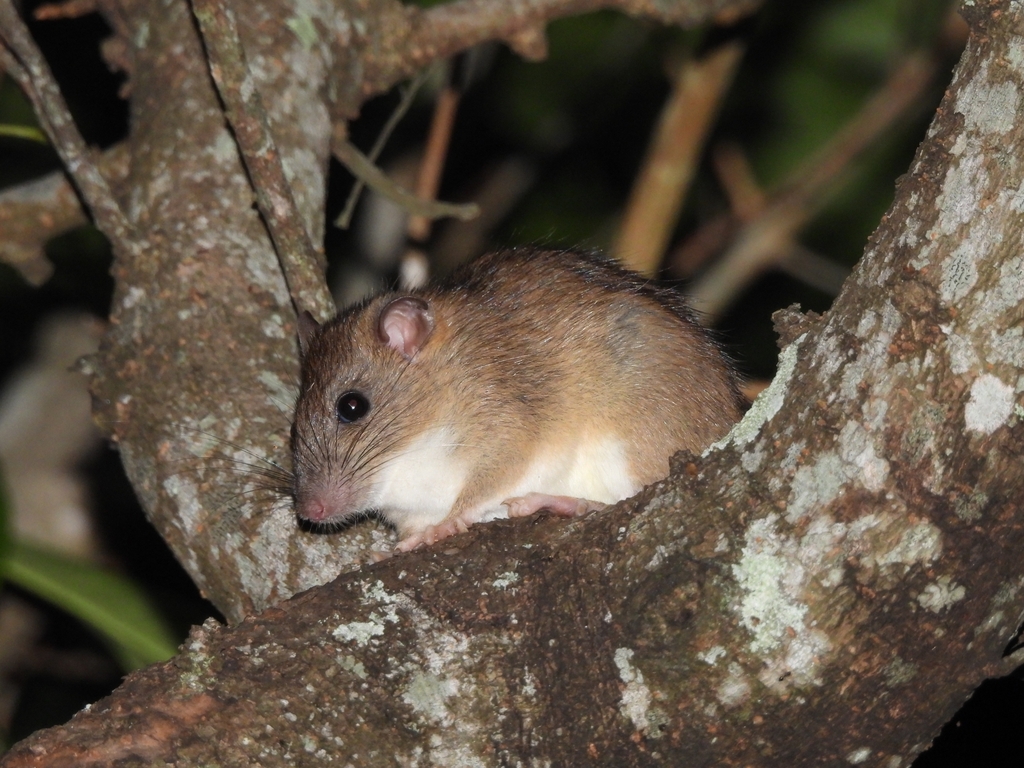 Red Spiny Rat from 4Q65+6HP Taman Kehati, Sindangsari, Kec. Sukasari ...