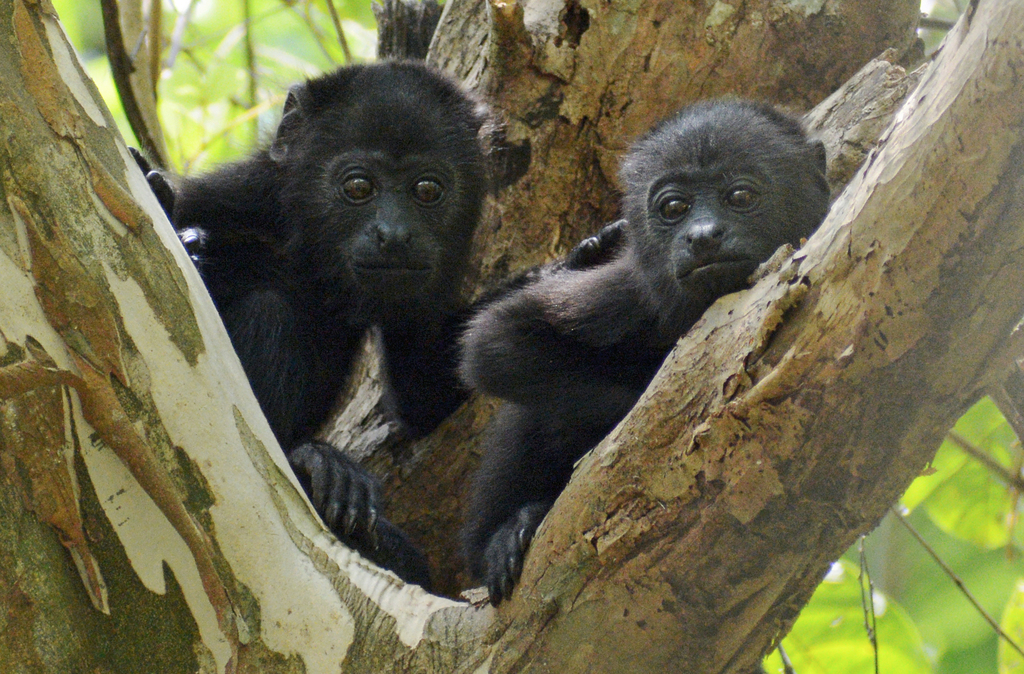 Yucatán Black Howler Monkey in May 2019 by jorgedangel · iNaturalist