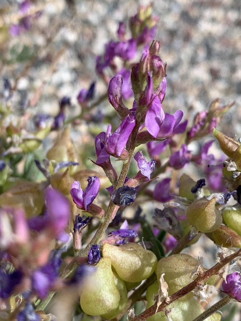 milkvetches (Fabaceae (Pea) of the Pacific Northwest) · iNaturalist