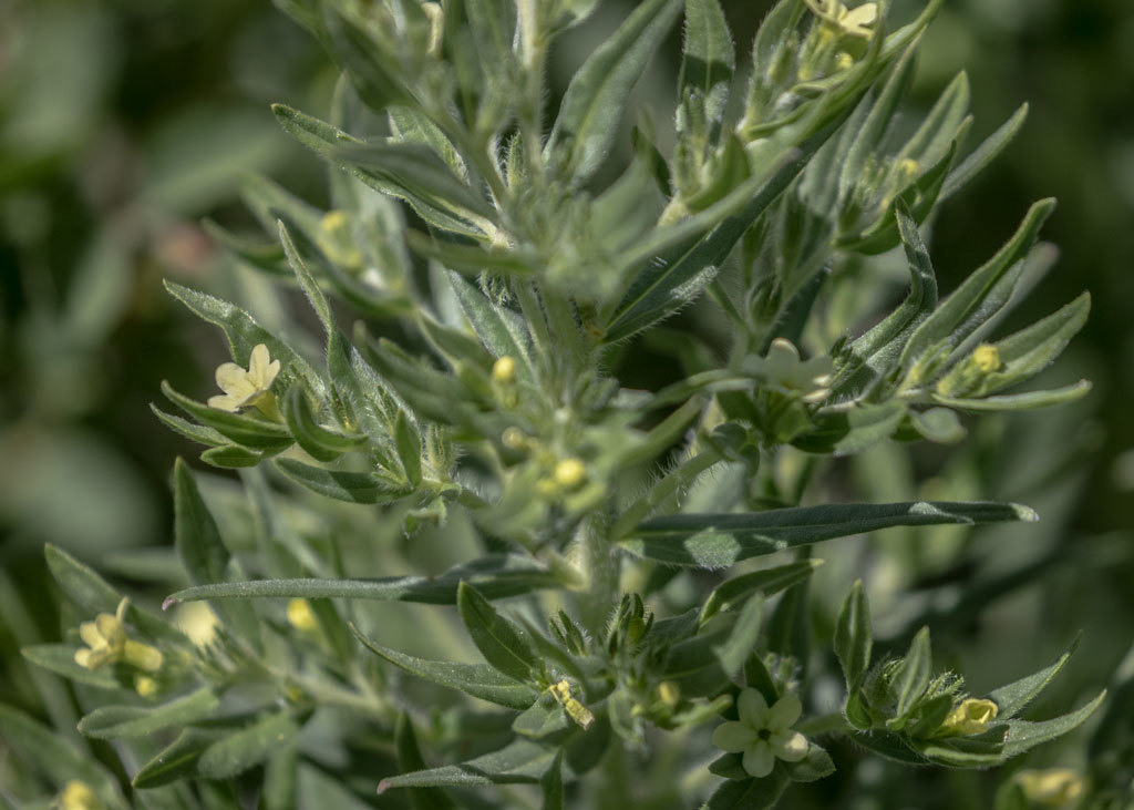 western stoneseed from 6 miles SE of Meeker, Rio Blanco County, CO, USA ...