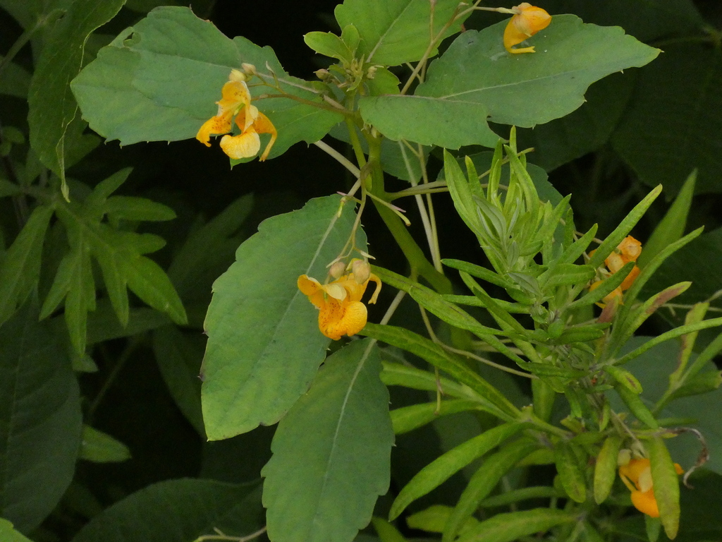 common jewelweed from Harding Township, NJ, USA on July 22, 2024 at 02: ...