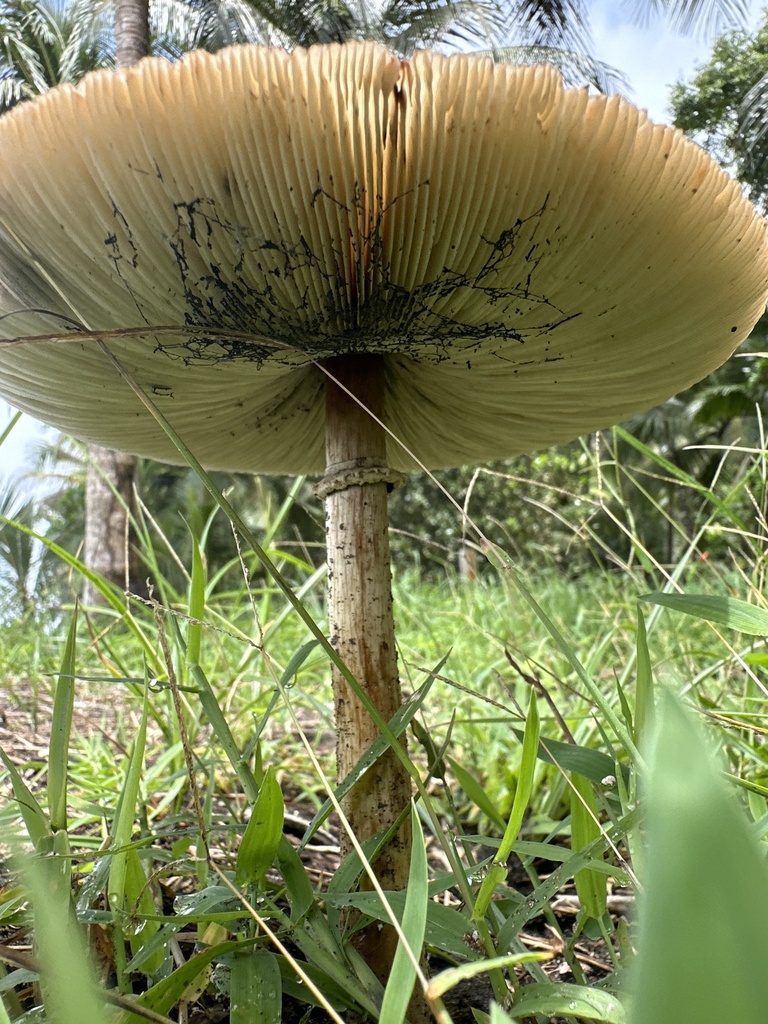 green-spored parasol from Pococí, CR-LI, CR on August 1, 2024 at 12:28 ...