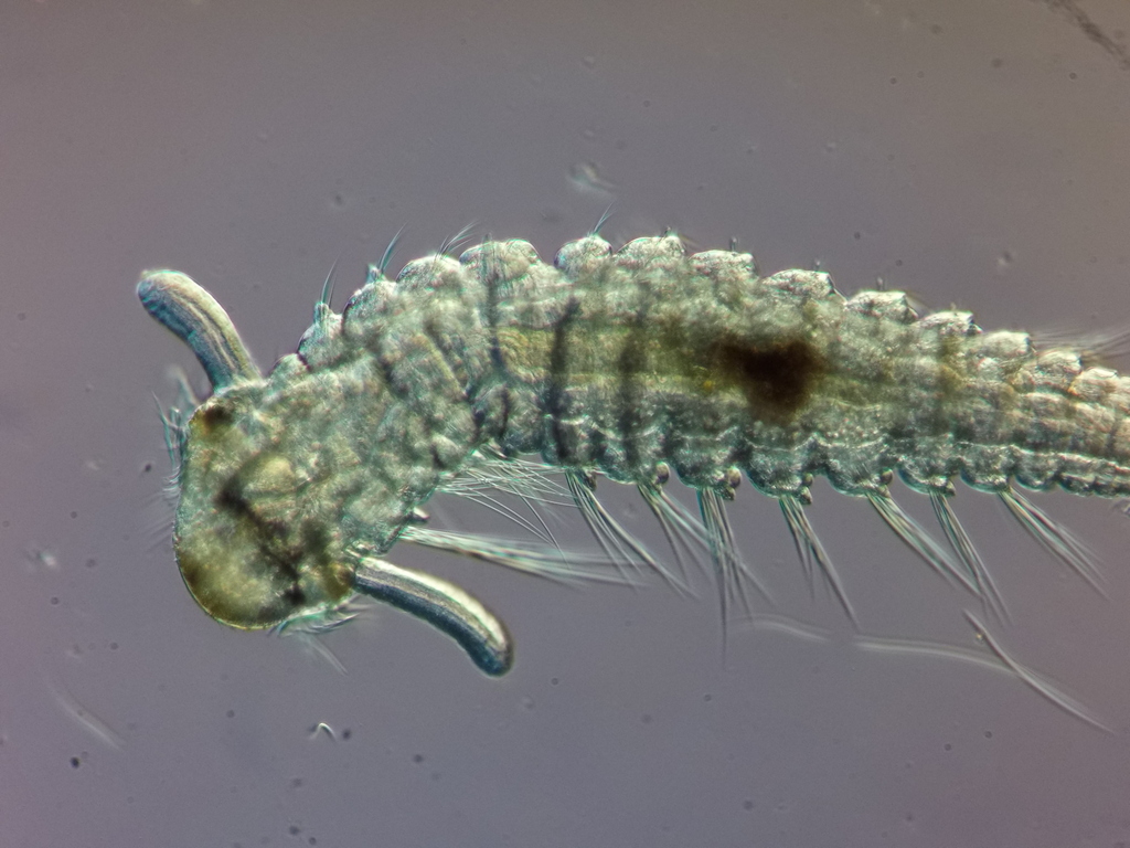 Spionidae from Boston, MA, USA on August 3, 2024 at 03:38 PM by ...