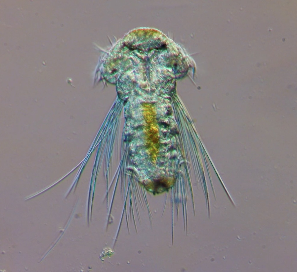 Spionidae from Boston, MA, USA on August 3, 2024 at 02:10 PM by ...