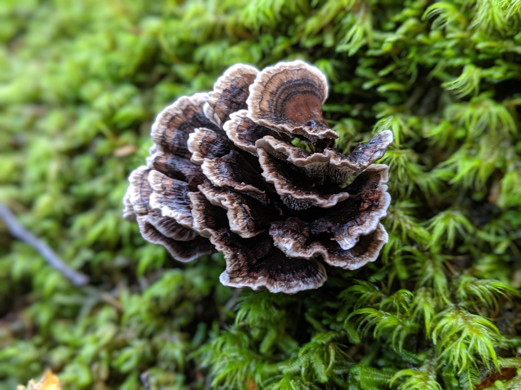 Phellodon from Abel Tasman National Park 7183, New Zealand on June 10 ...