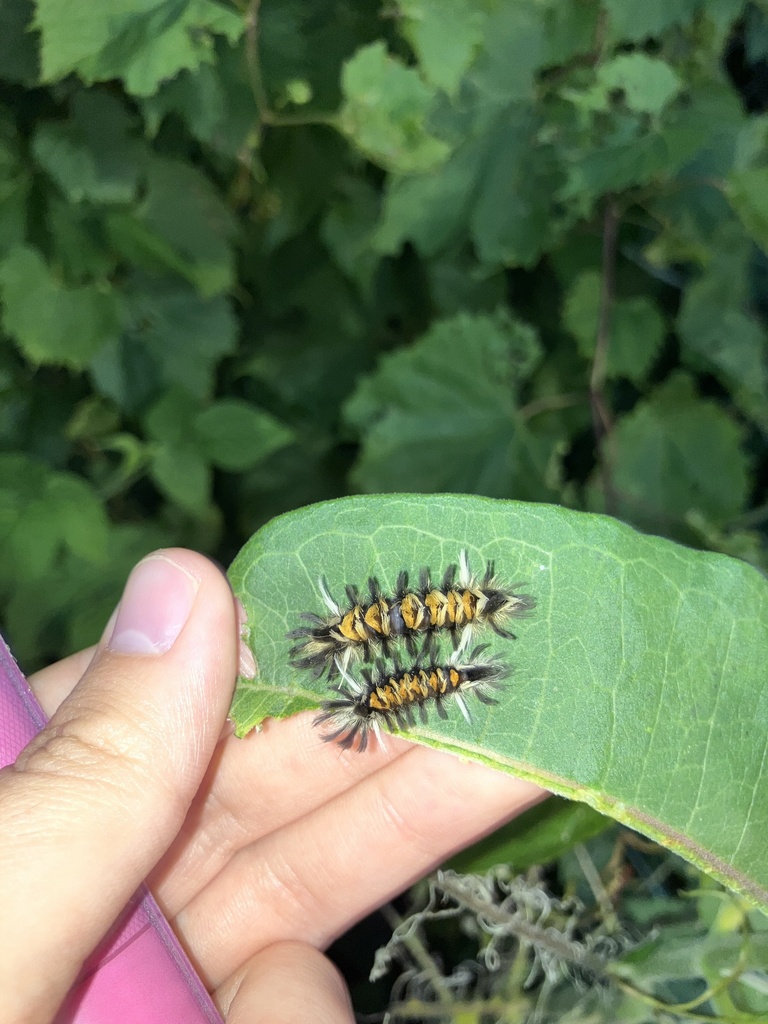 Milkweed Tussock Moth from 129th Ave N, Dayton, MN, US on August 3 ...