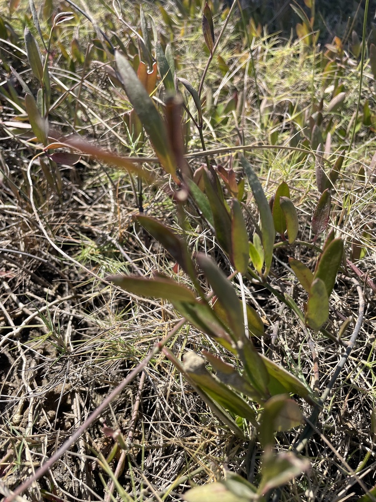 Something from Slade Point, QLD, AU on August 4, 2024 at 11:48 AM by ...