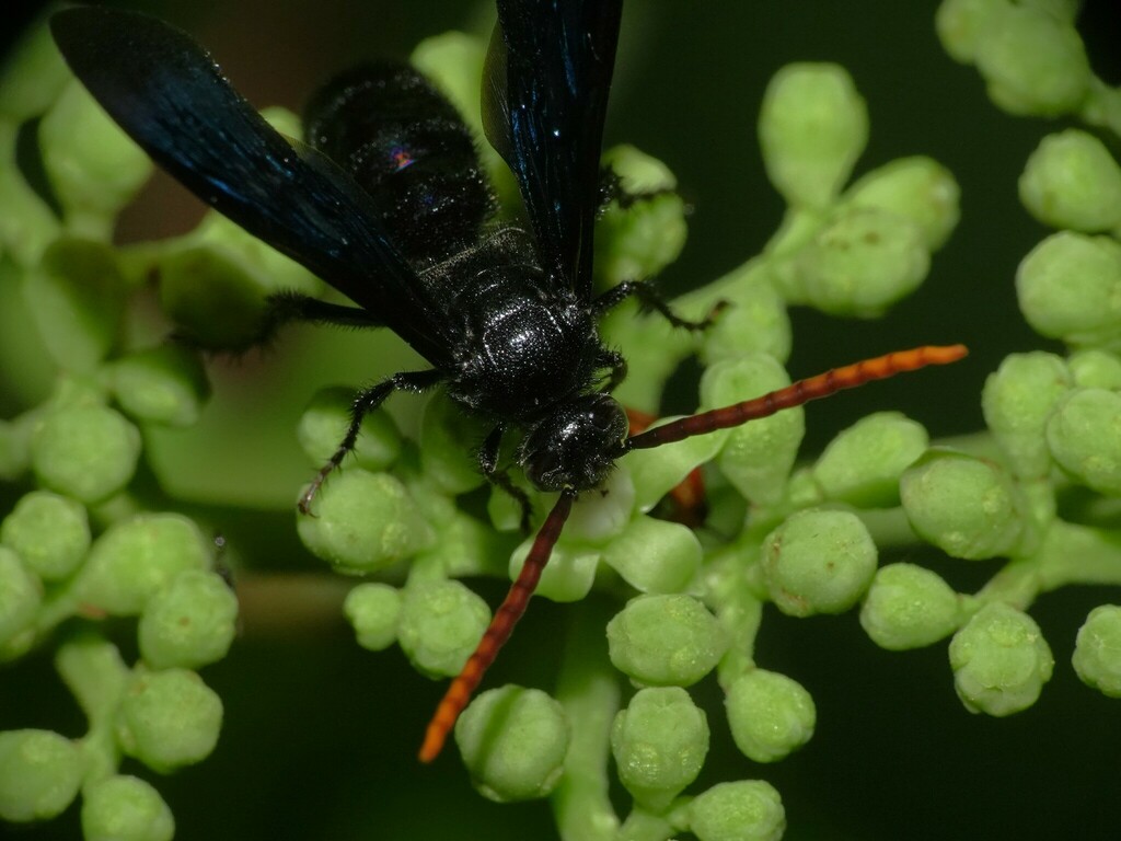 Scolia affinis from Nagla on July 31, 2024 at 04:27 PM by Dinesh Sharma ...