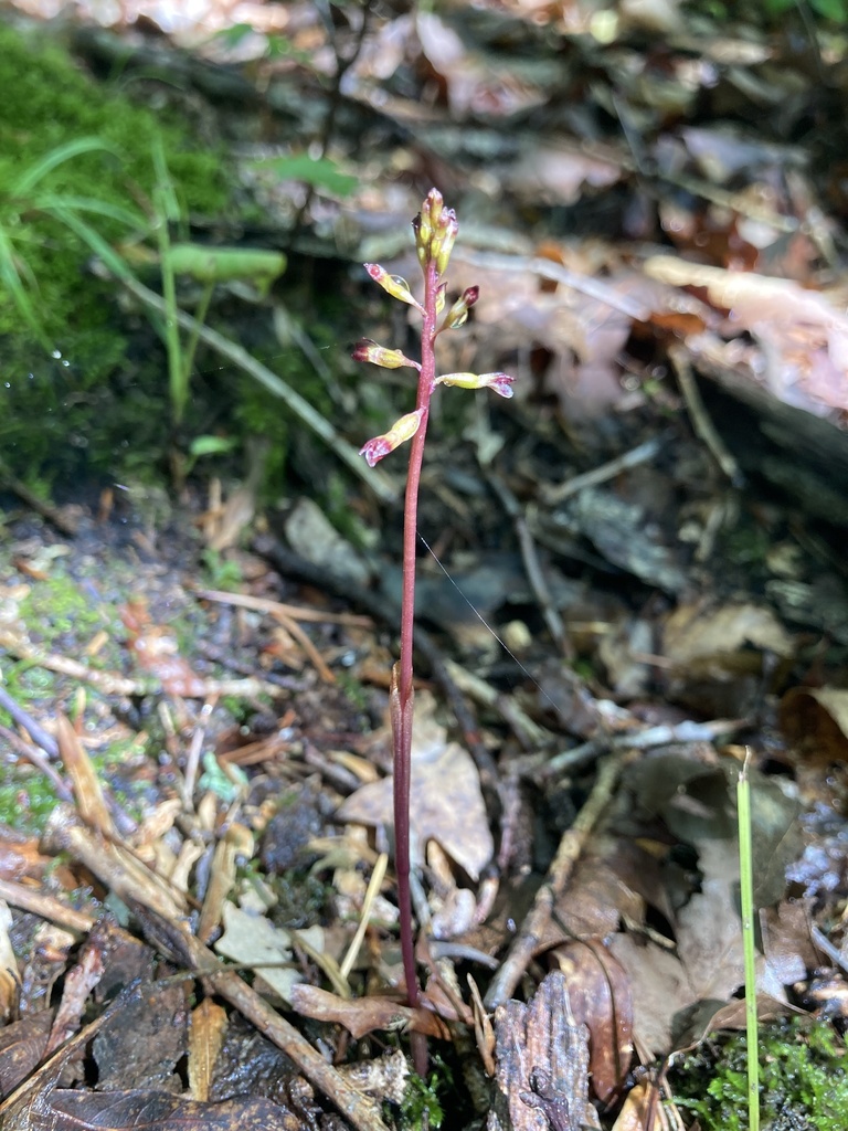 autumn coralroot from Big Pool, MD, US on August 3, 2024 at 04:23 PM by ...