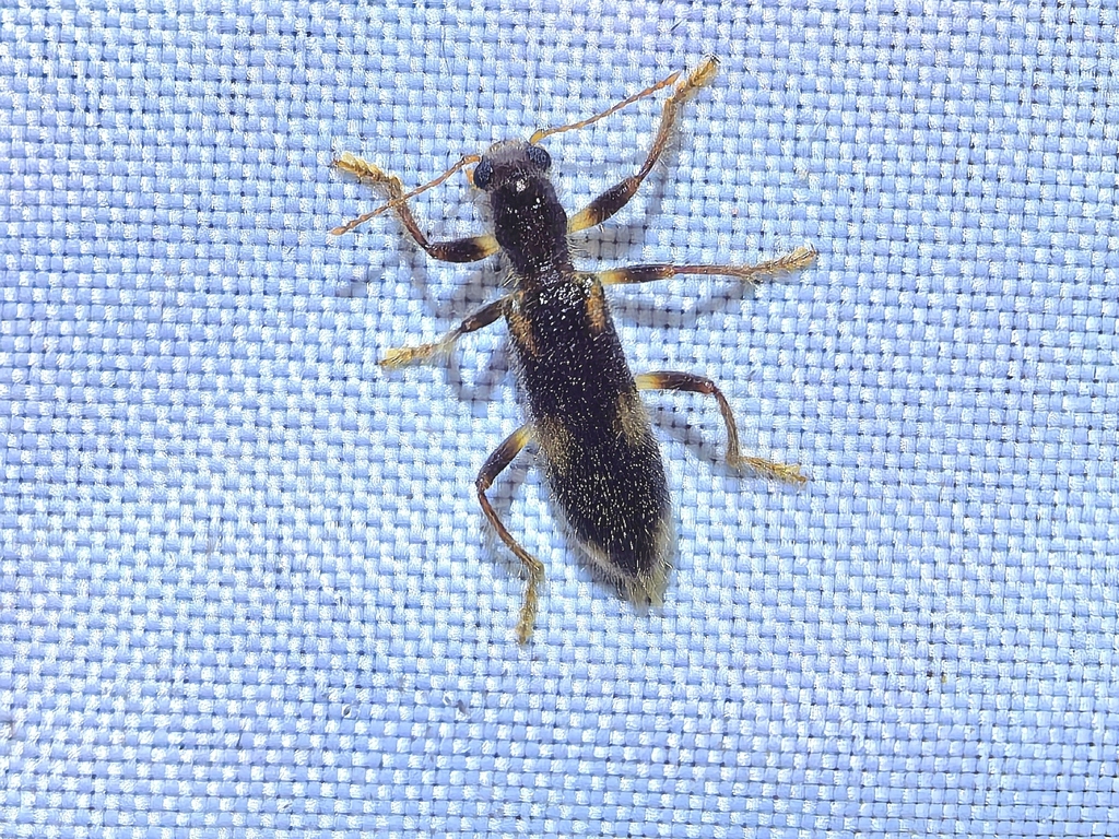 Opilo luteonotatus from Beijing, Beijing, CN on August 1, 2024 at 11:48 ...