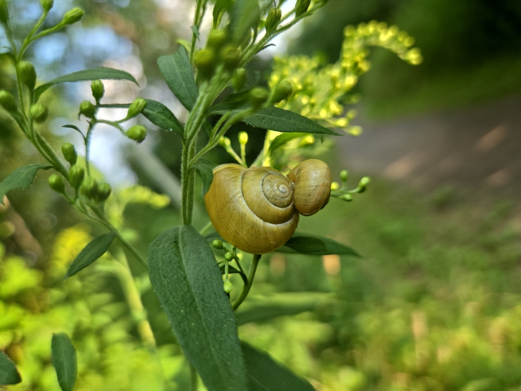 White-lipped Snail from Montreal, QC H1A 3X1, Canada on August 3, 2024 ...