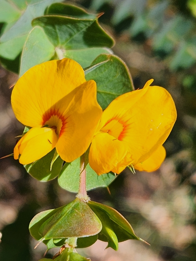 spiny bush-pea from Helidon QLD 4344, Australia on August 3, 2024 at 10 ...