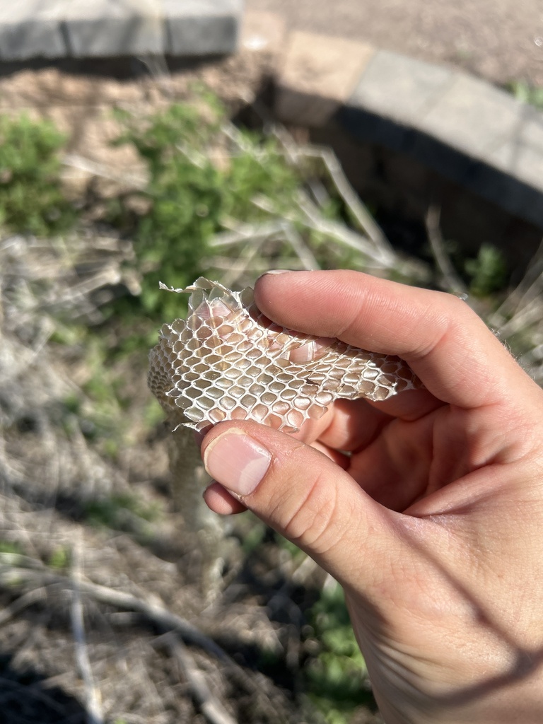 Colubrine Snakes from Rocky Mountain Arsenal National Wildlife Refuge ...