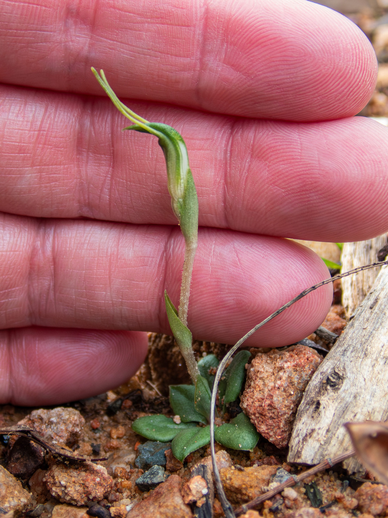 dwarf greenhood from Horsnell Gully Conservation Park, South Australia ...