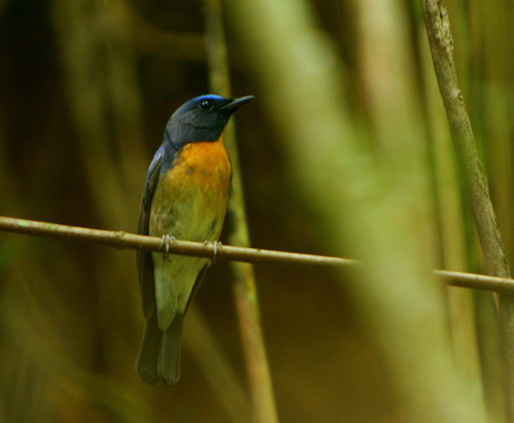 Chinese Blue Flycatcher (Birds of Singapore) · iNaturalist