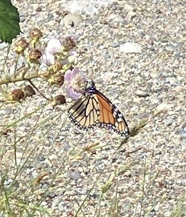 Monarch from Sechelt, BC, Canada on June 30, 2024 at 11:09 AM by ...