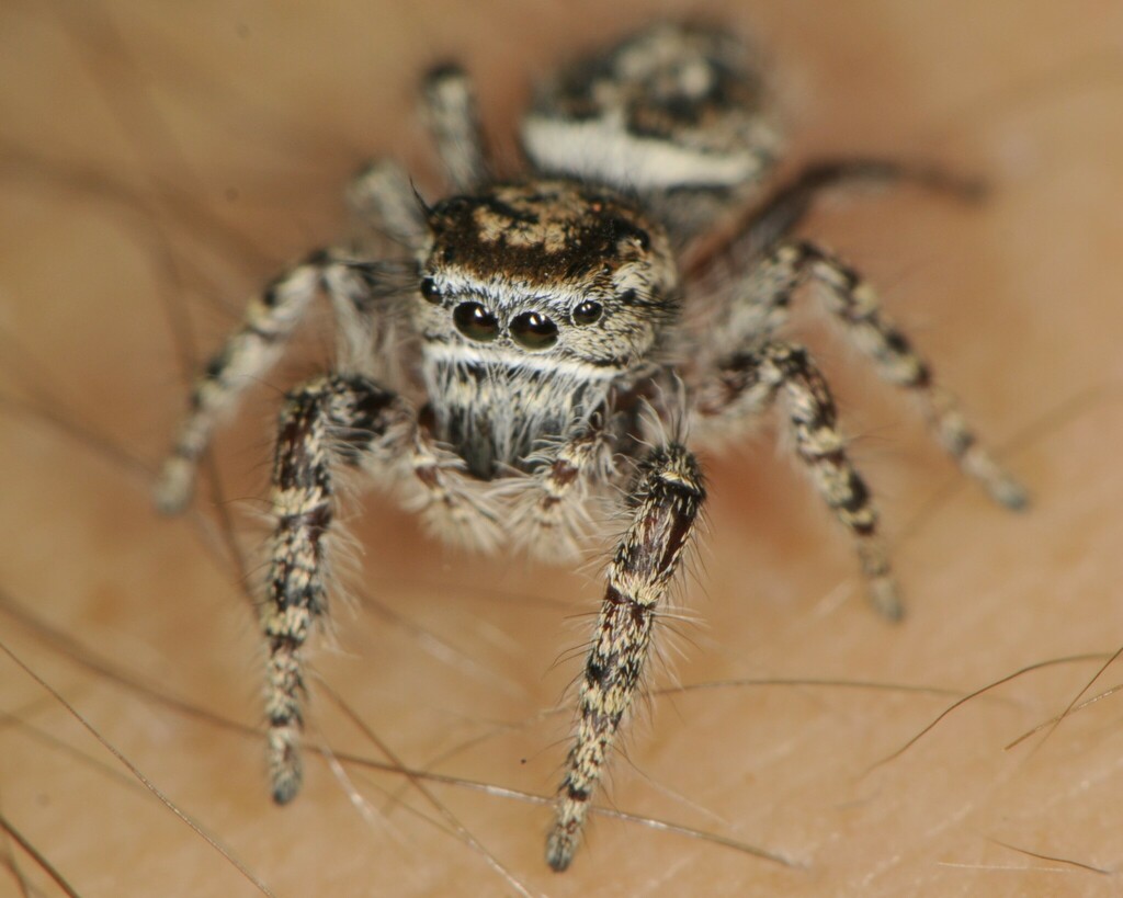 Hairy Tufted Jumping Spider in August 2024 by Elliott Gordon · iNaturalist