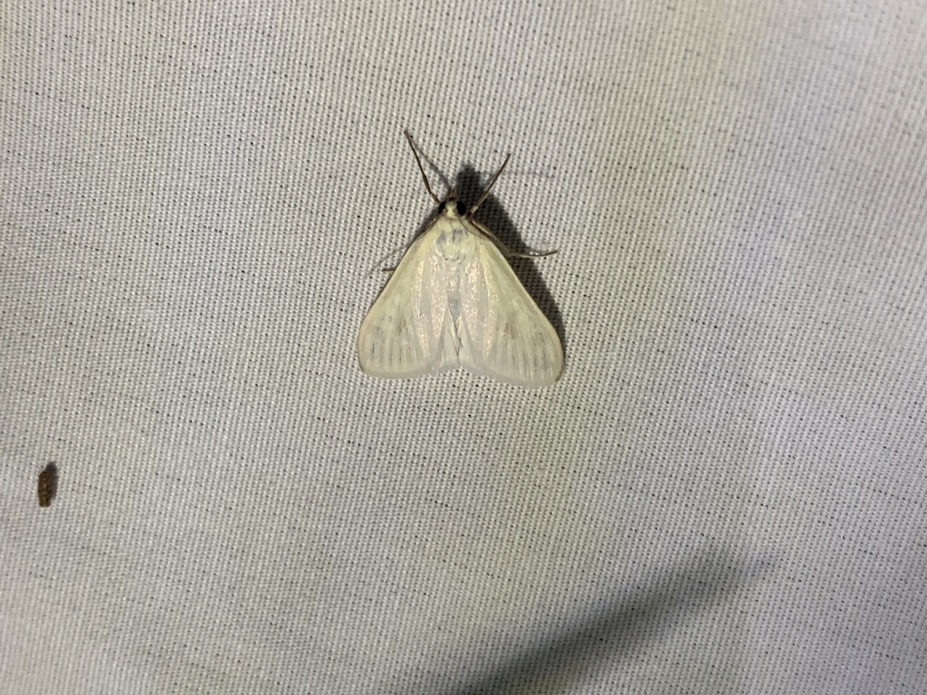 Carrot Seed Moth from Dubuque County, IA, USA on August 3, 2024 at 09: ...