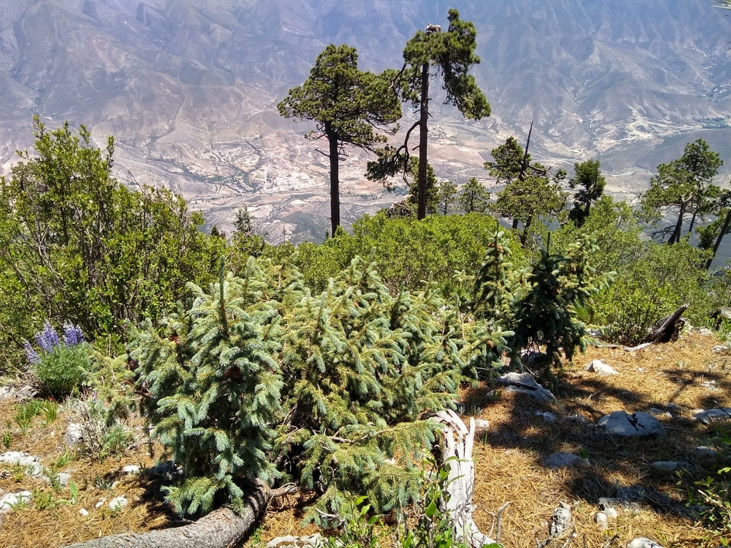 Mexican Spruce from Arteaga, Coah., México on June 9, 2019 at 12:41 PM ...