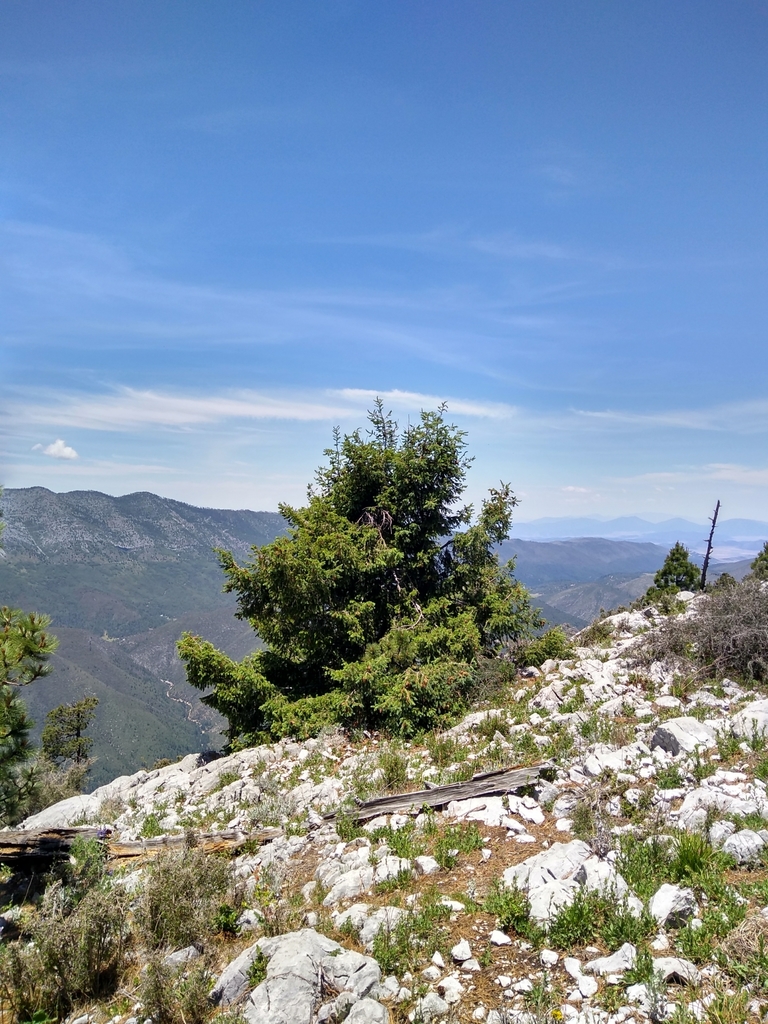 Mexican Spruce from Arteaga, Coah., México on June 9, 2019 at 12:40 PM ...