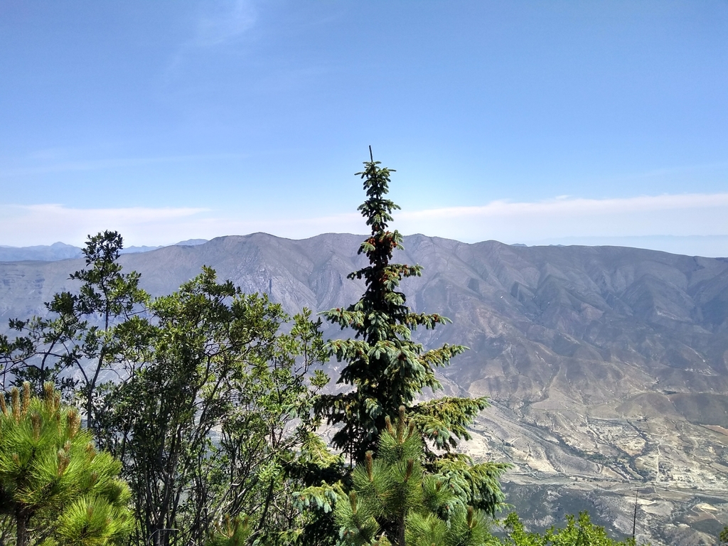 Mexican Spruce from Arteaga, Coah., México on June 9, 2019 at 12:11 PM ...