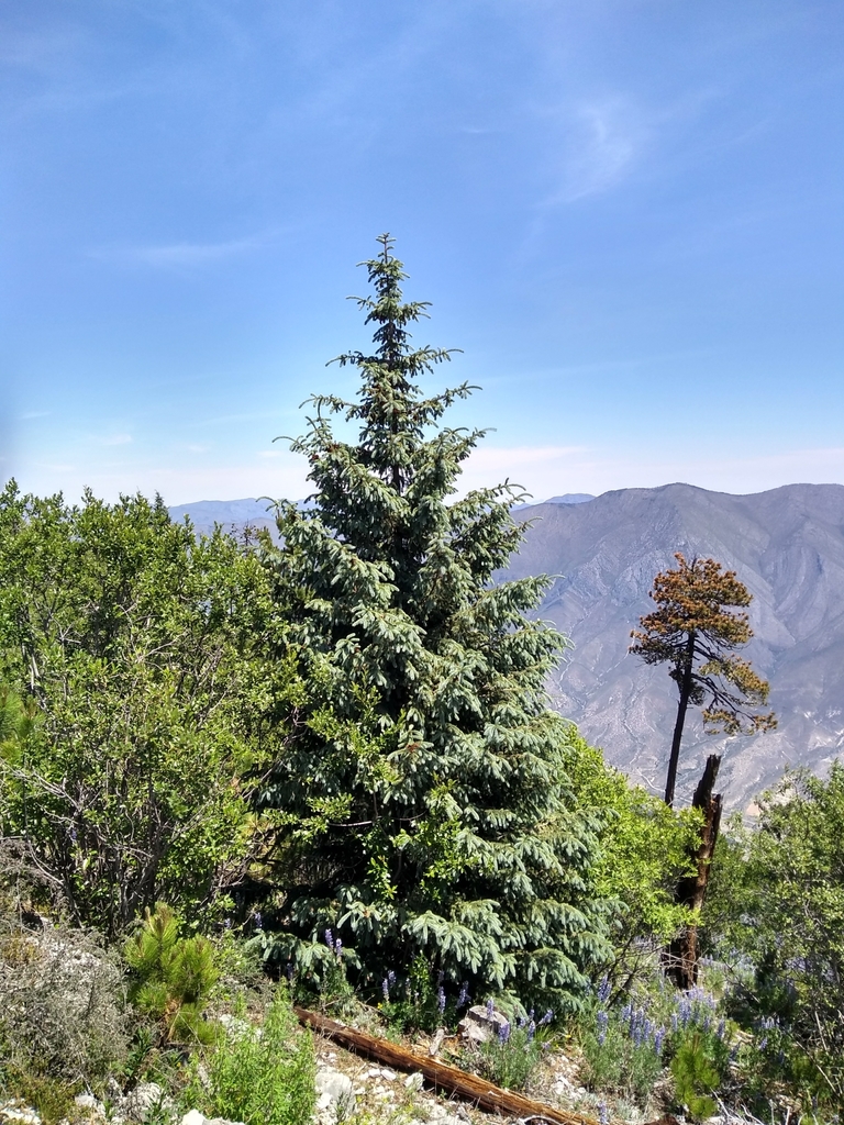 Mexican Spruce from Arteaga, Coah., México on June 9, 2019 at 12:08 PM ...