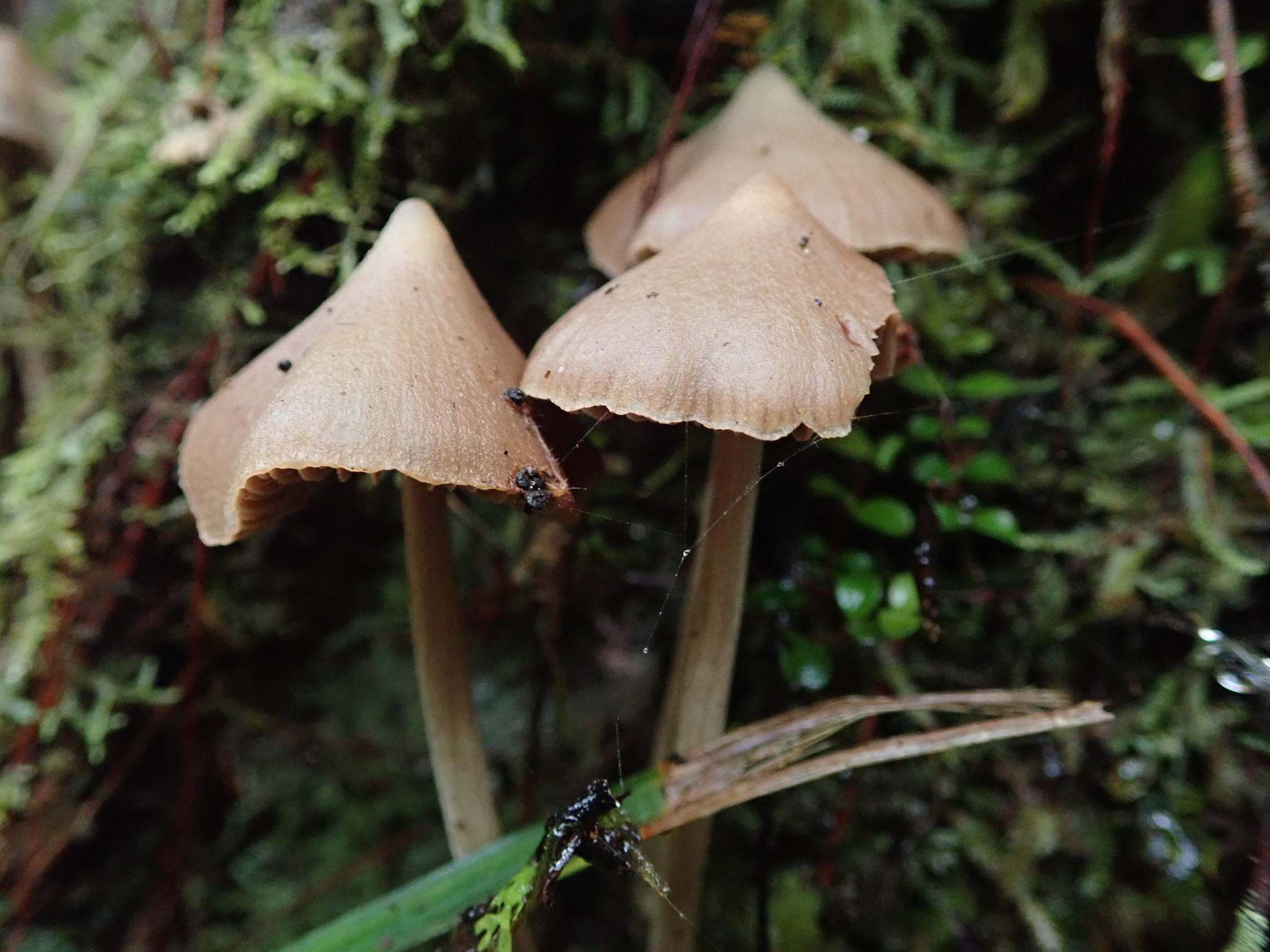 Entoloma latericolor E.Horak