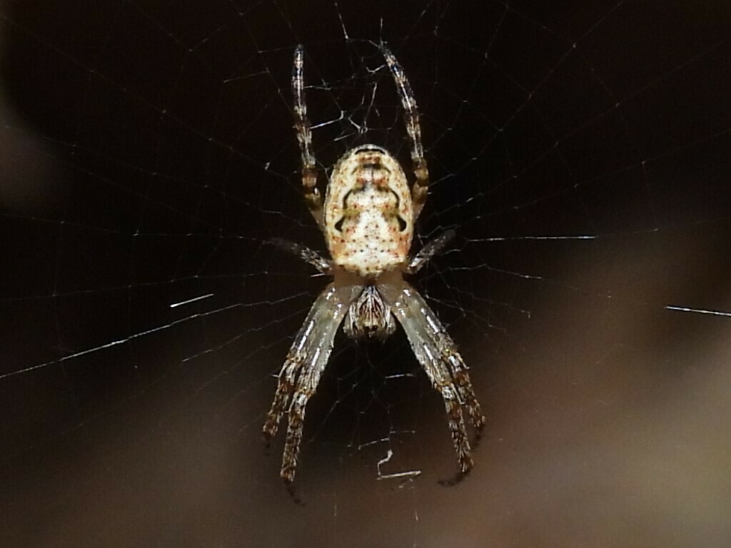Eastern Bush Orbweaver from Sydney NSW, Australia on August 3, 2024 at ...