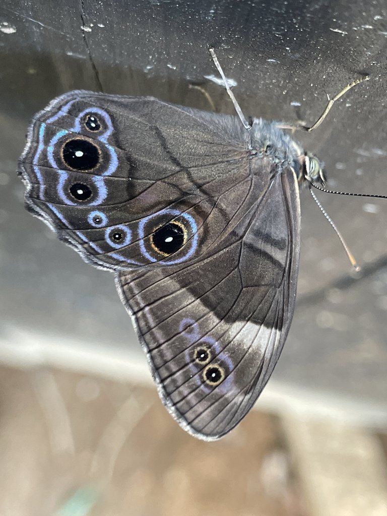 Lethe diana diana from Myoko-Togakushi renzan National Park, Shinano ...