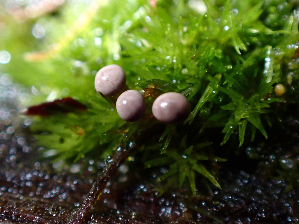 Diderma from Somersby NSW 2250, Australia on August 4, 2024 at 12:47 PM ...