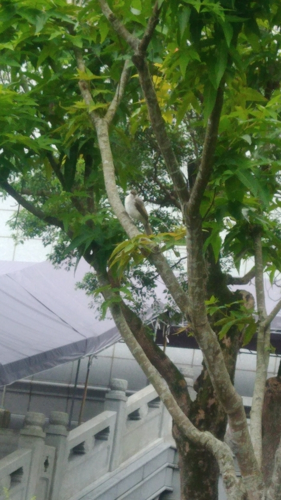 Styan's Bulbul in June 2019 by koala0090. 亞成鳥 · iNaturalist