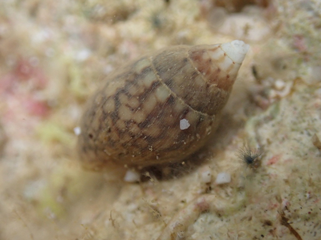 Tortoise Dove Shell from Lord Howe Island, Neds Beach on August 4, 2024 ...