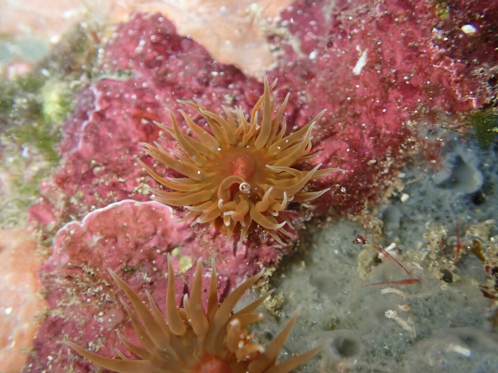 Anemonia mutabilis from Lord Howe Island, Neds Beach on August 4, 2024 ...