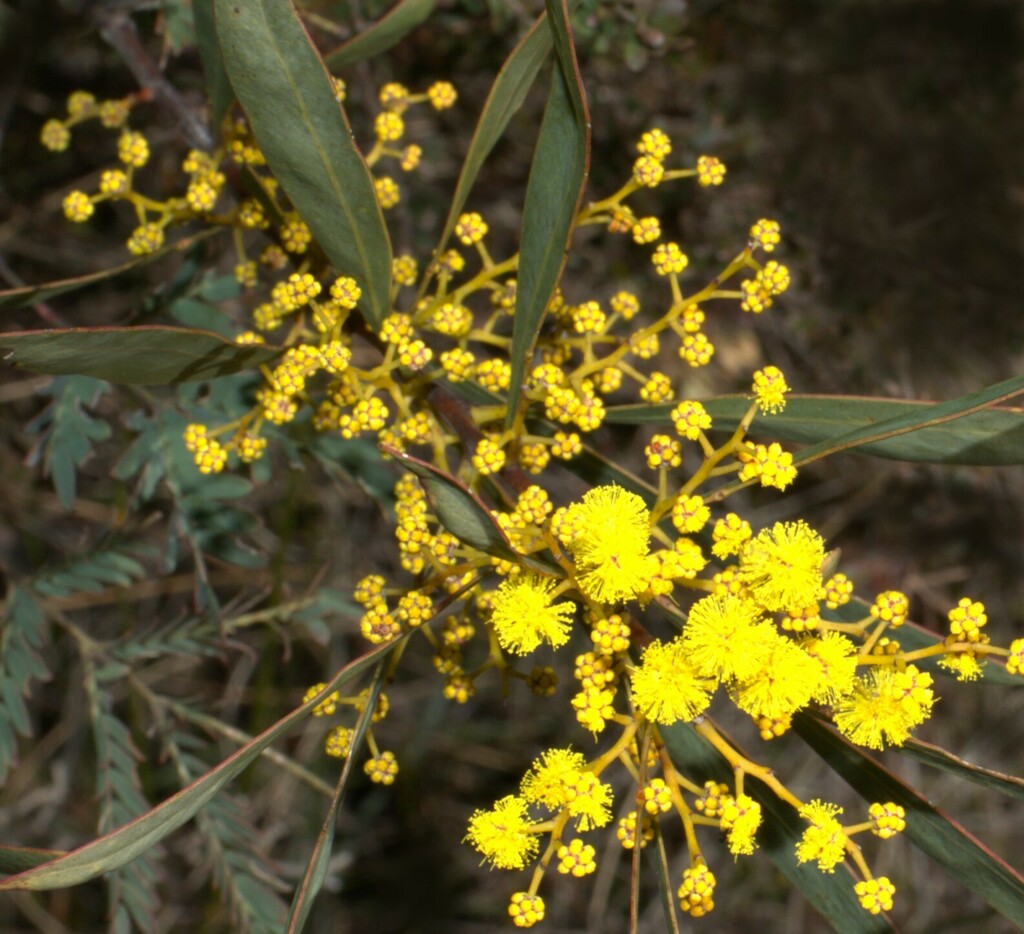 Red Stem Wattle from Blue Mountains, NSW, Australia on July 29, 2024 at ...